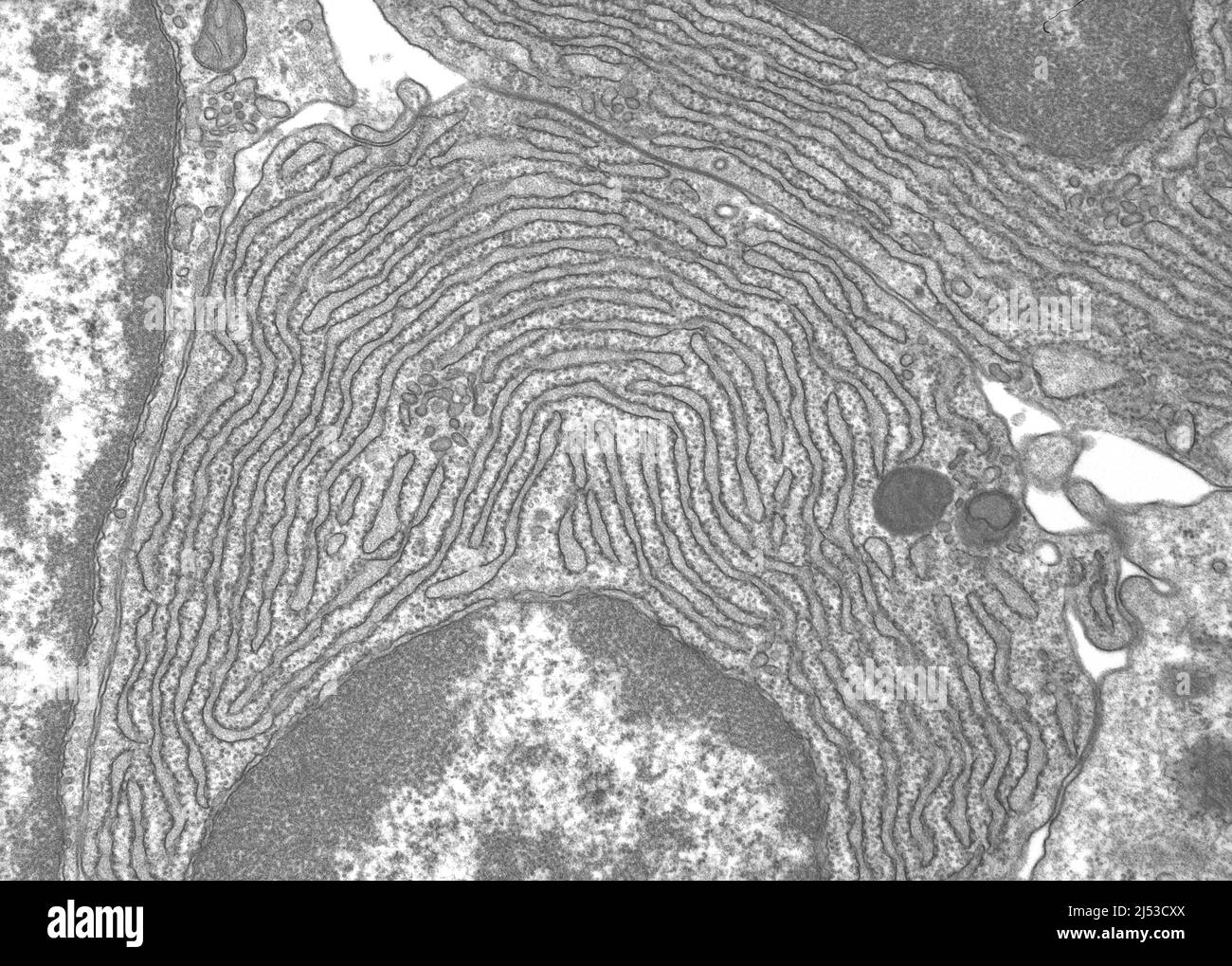 Réticulum endoplasmique rugueux, TEM Photo Stock - Alamy