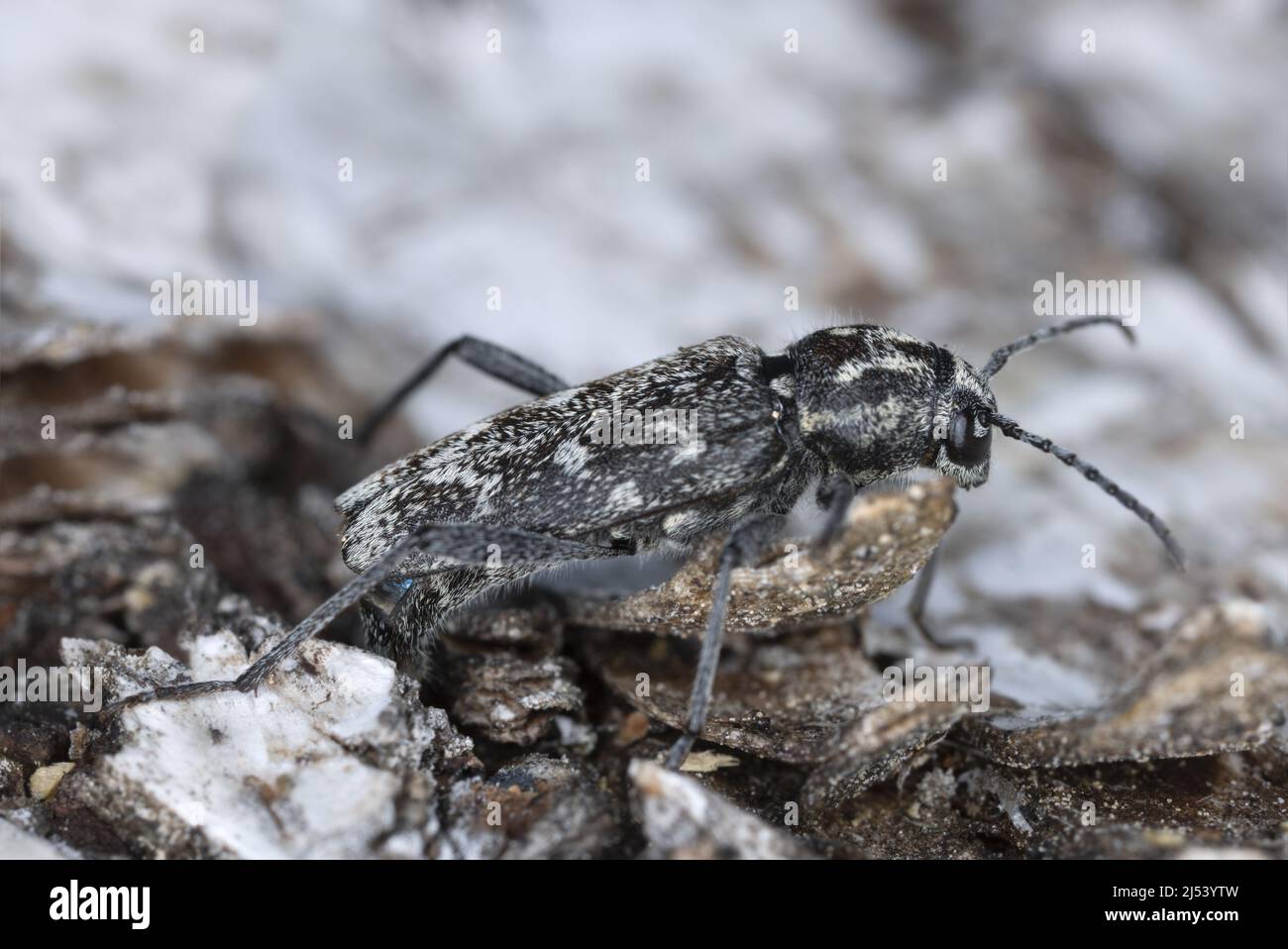 Longicorne tigre gris Banque de photographies et d’images à haute ...
