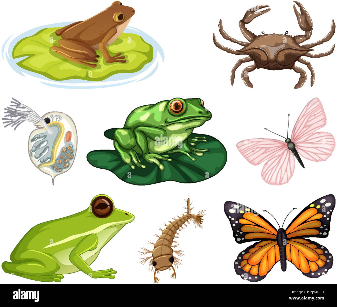 Différents types d'insectes et d'animaux sur fond blanc illustration ...