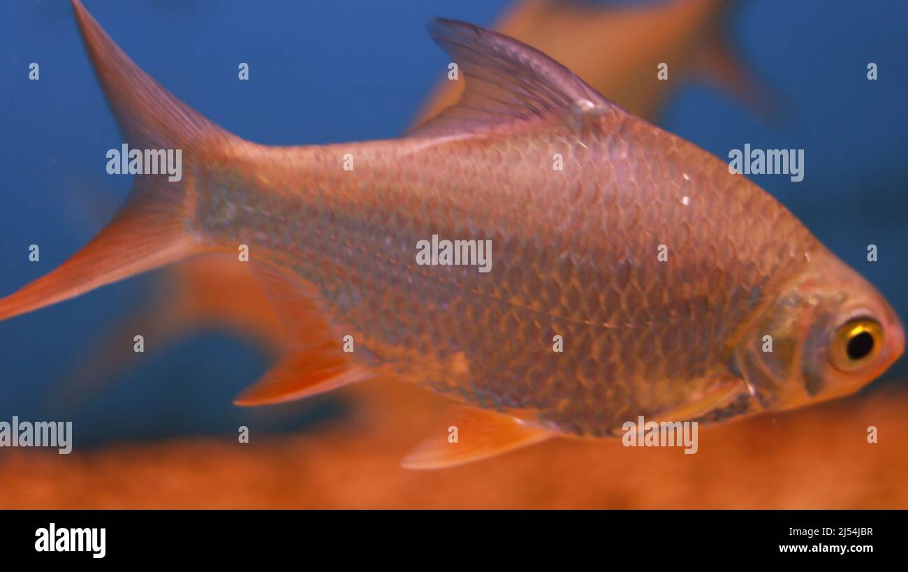 Poisson joli aquarium Banque de photographies et d’images à haute ...