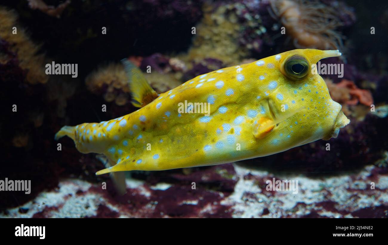 Poisson de vache à longhorn Banque de photographies et d’images à haute ...