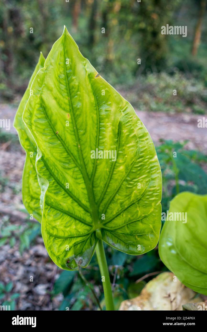Le Taro géant, Alocasia macrorrhizos est une espèce de plantes à fleurs ...