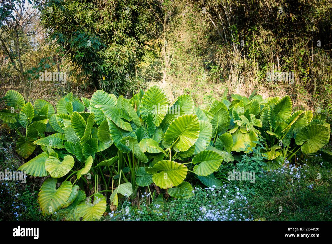Le Taro géant, Alocasia macrorrhizos est une espèce de plantes à fleurs ...