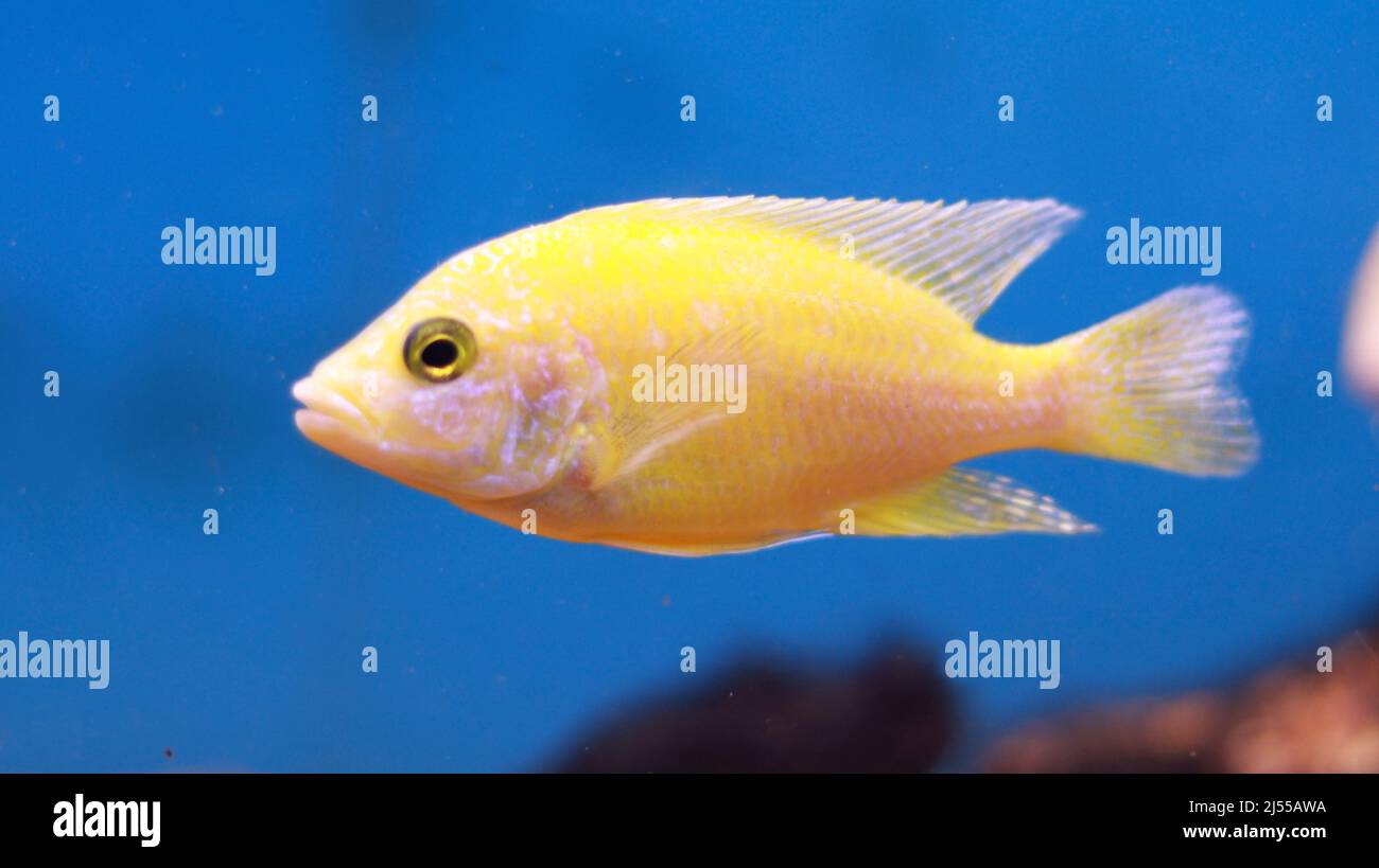 Poisson d'aquarium jaune Banque de photographies et d’images à haute ...