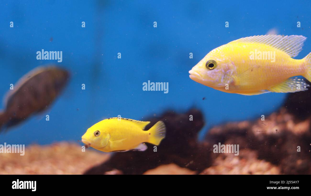 Aquariophilie : poissons jaunes Banque de photographies et d’images à ...