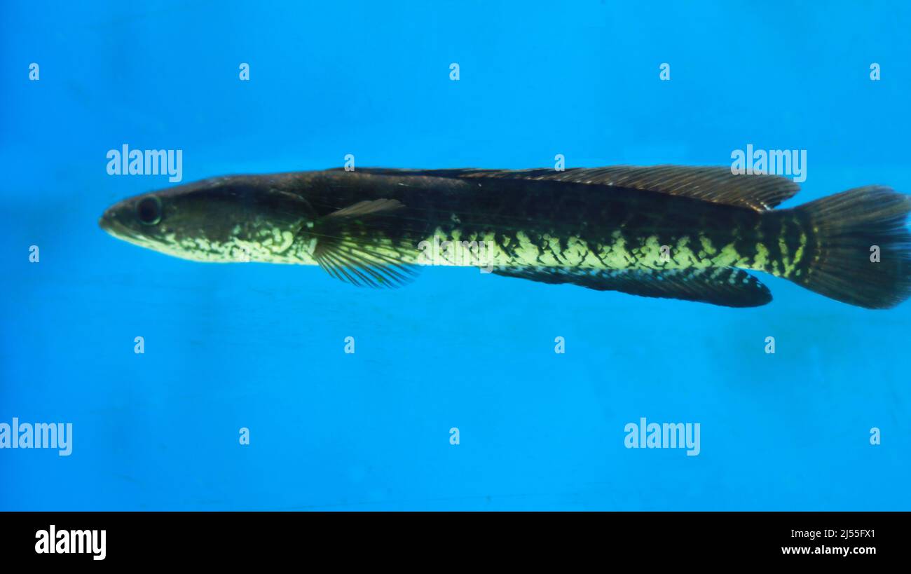 Tête de serpent poisson de l'aquarium de Murrel Fish Photo Stock - Alamy