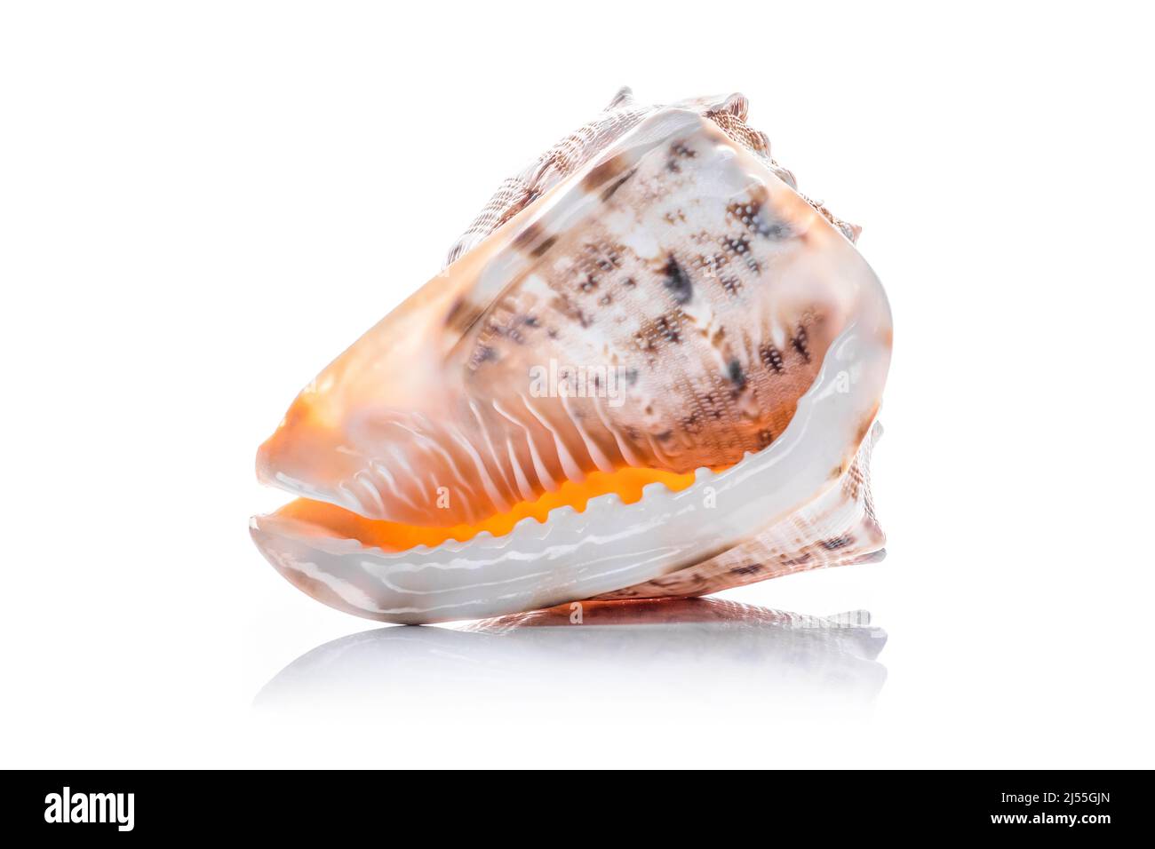 Coquille de reine Banque de photographies et d’images à haute ...