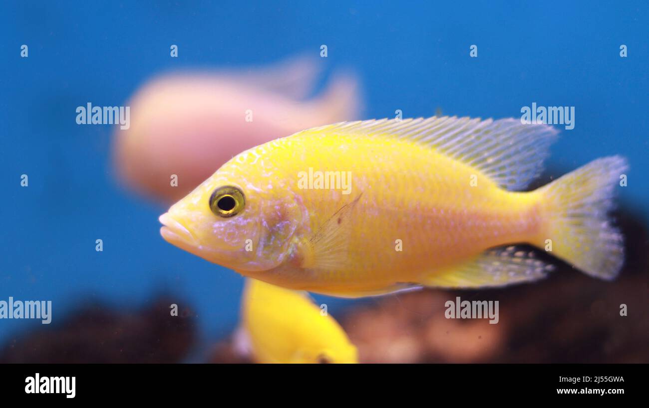 Poisson d'aquarium jaune Banque de photographies et d’images à haute ...