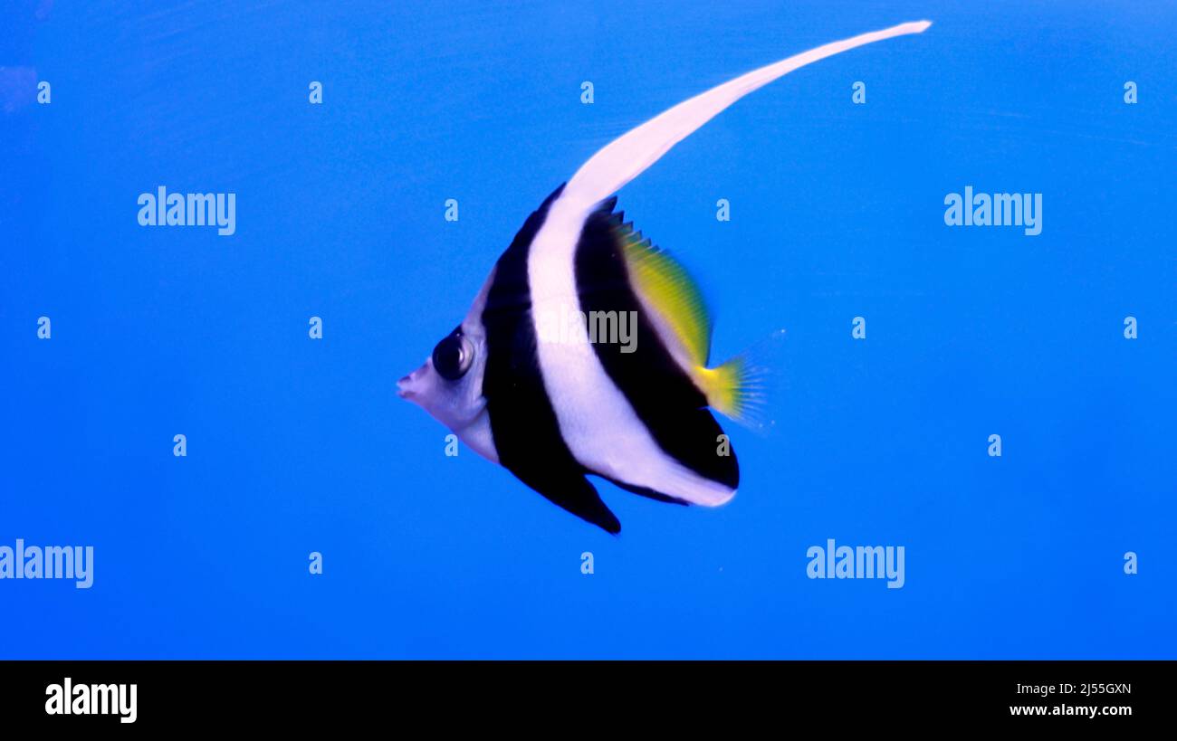 Poisson ange noir et blanc Banque de photographies et d’images à haute ...