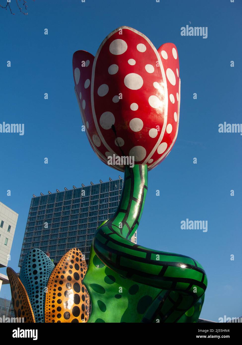 Tulips of shangri la Banque de photographies et d’images à haute ...