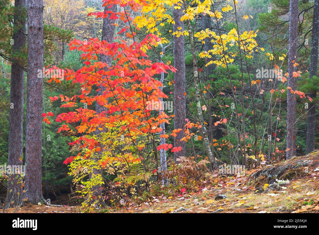 Acer saccharum - érable à sucre dans la forêt de Pinus rouges - pins à ...