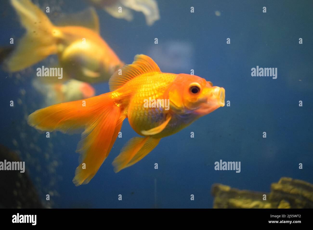 Le poisson rouge sur chinois un signe apporte une prospérité et Bonne ...