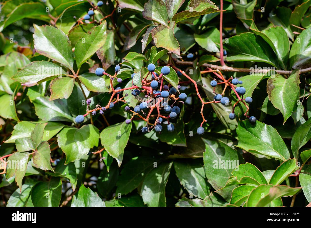 Arrière-plan avec beaucoup de grandes feuilles rouges et vertes et ...