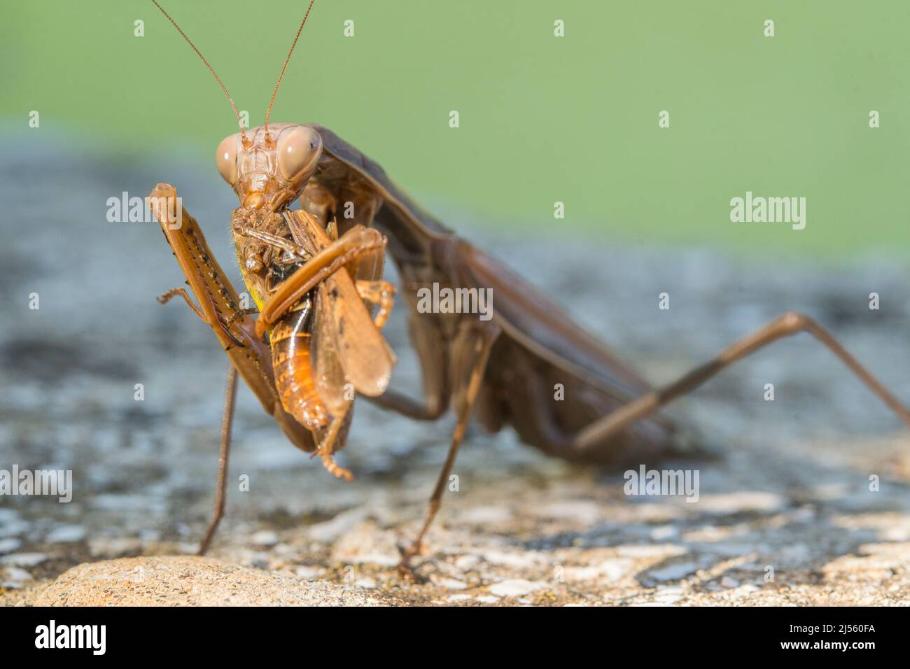 La mante européenne ou la mante de prière (Mantis religiosa), femelle ...