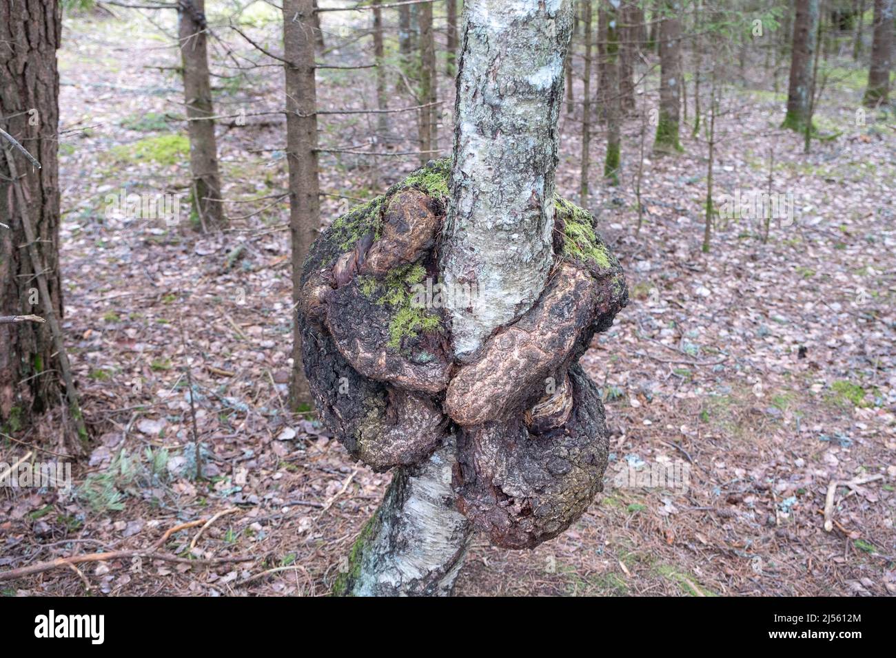 Excroissances sur un arbre Banque de photographies et d’images à haute ...