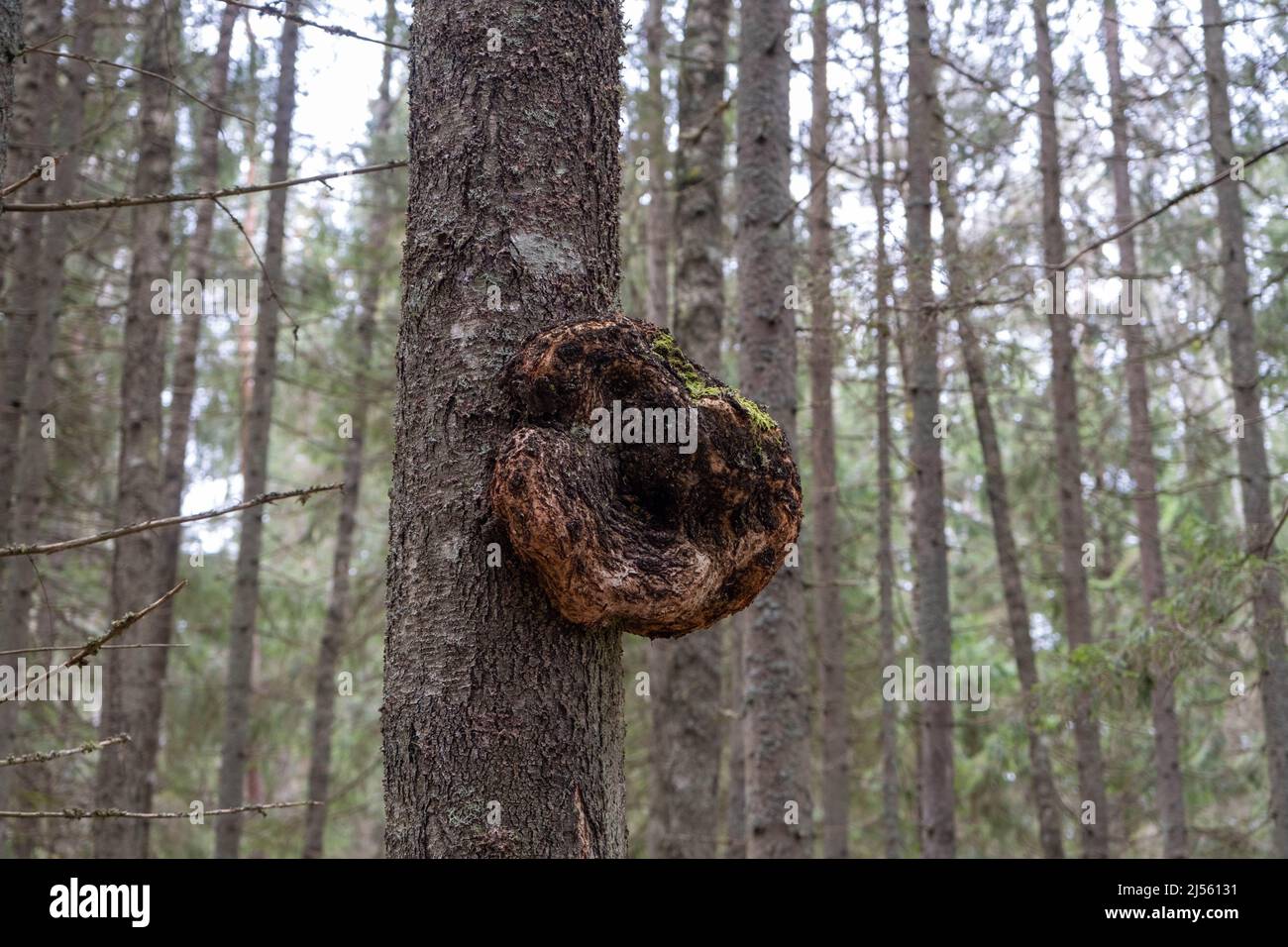 Champignons parasites et croissances sur le tronc de bouleau ...