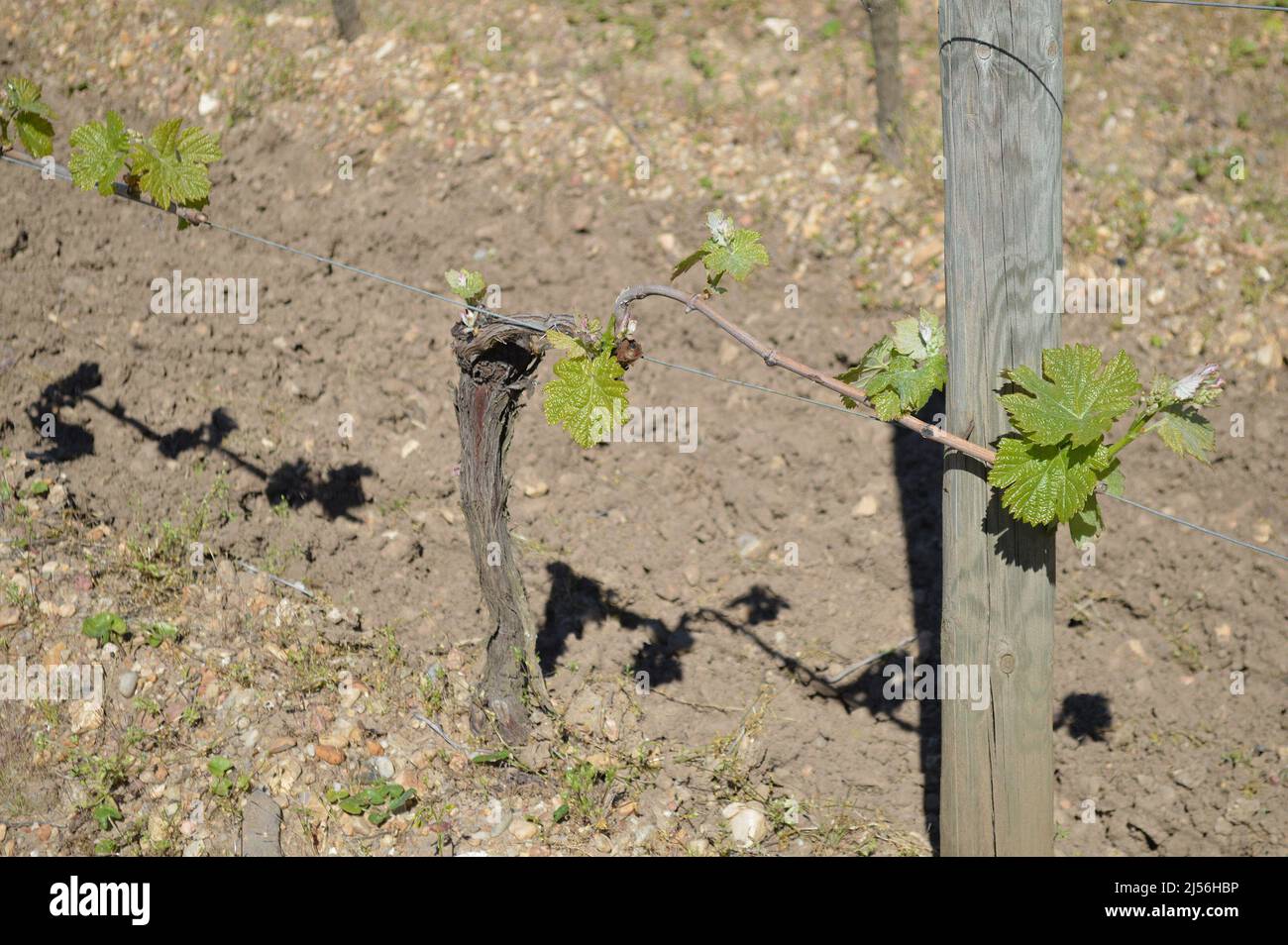 Guyot vine training system Banque de photographies et d’images à haute ...
