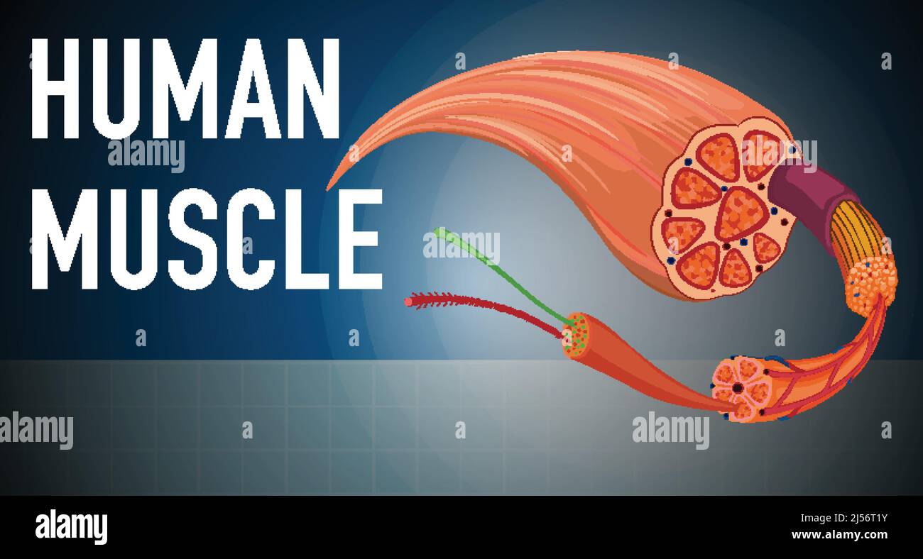 Illustration de la structure anatomique du muscle humain Image ...