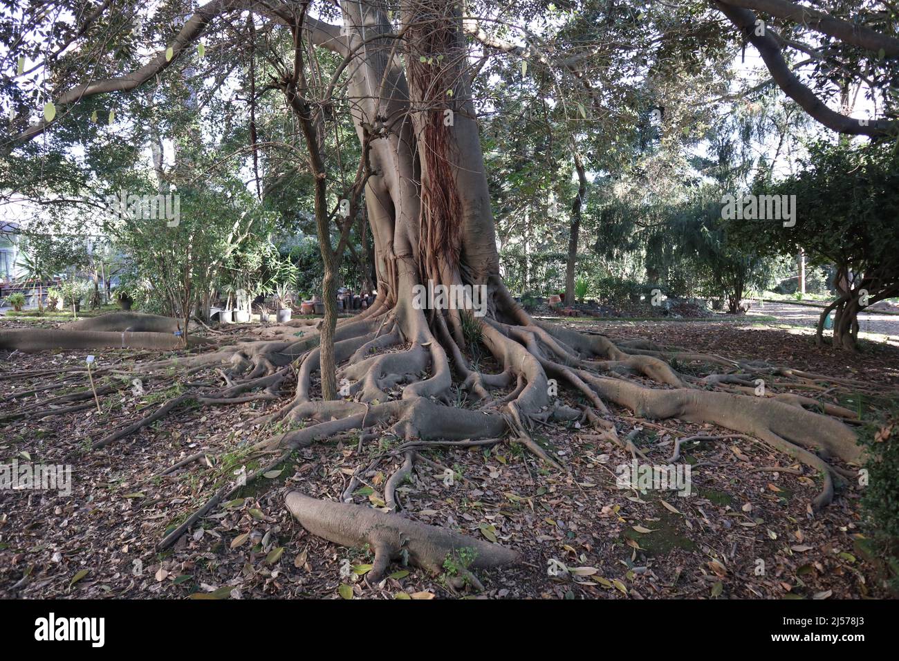 Radici di albero Banque de photographies et d’images à haute résolution ...