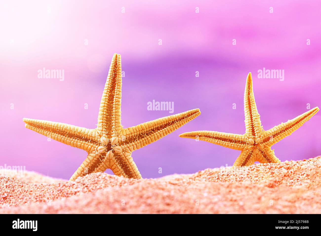 étoile de mer orange Banque de photographies et d’images à haute ...