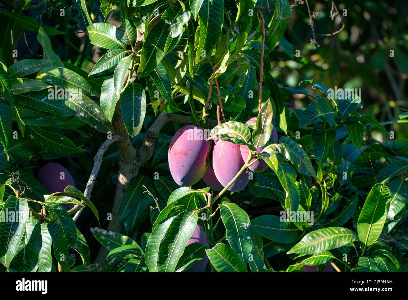 Culture de fruits exotiques à la mangue douce sur les îles Canaries ...