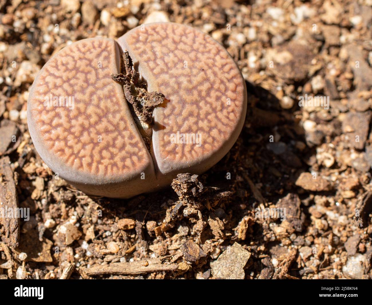 Lithop en pot Banque de photographies et d’images à haute résolution ...