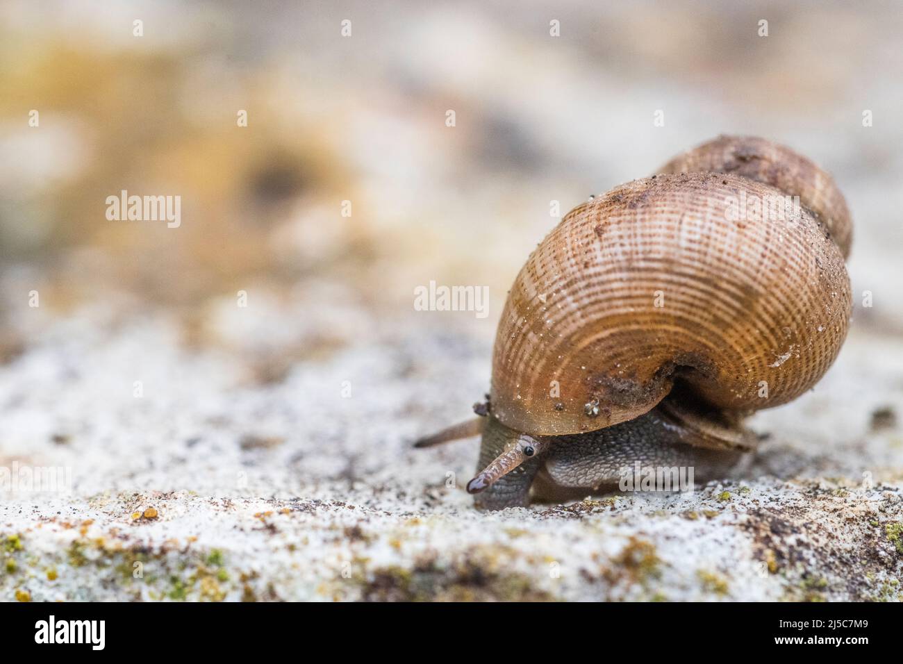 Pomatias elegans, nom commun l'escargot à bec rond, est une espèce de ...