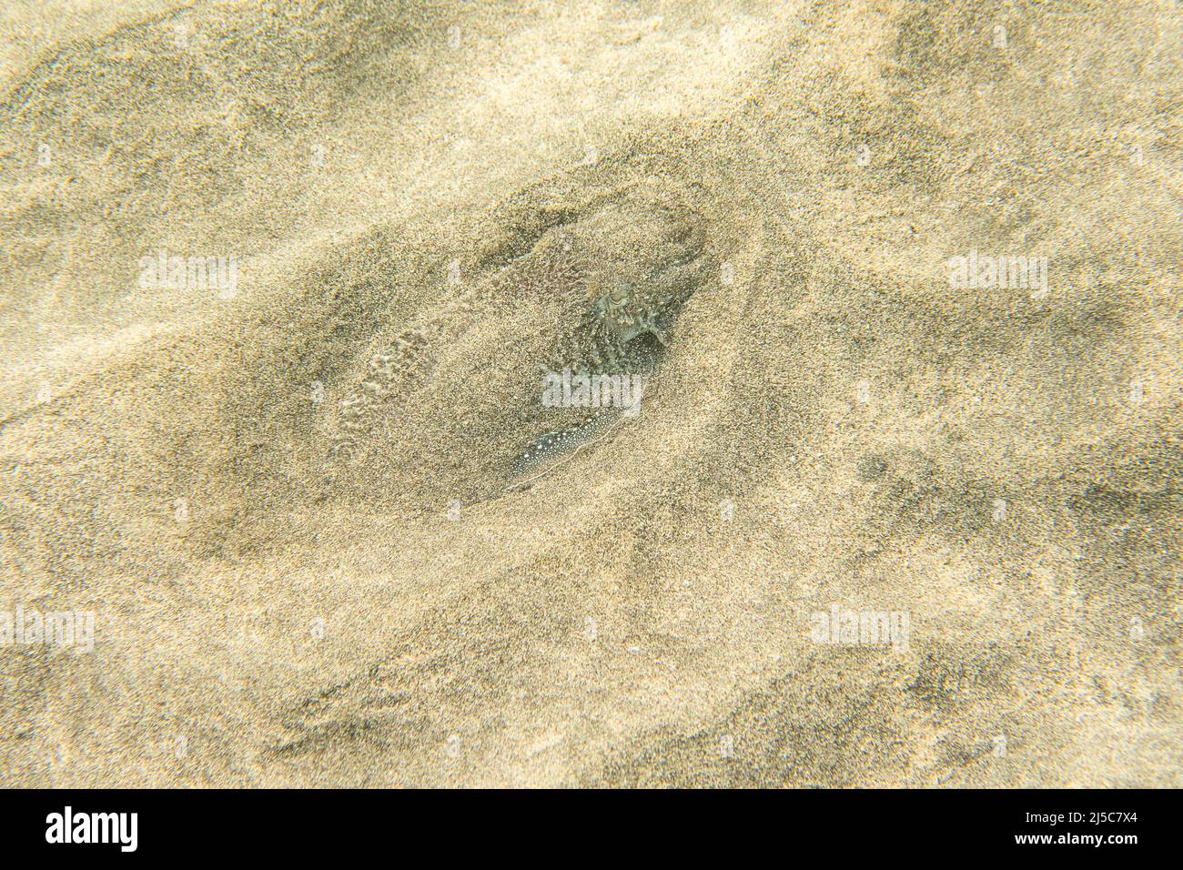 La seiche commune ou la seiche commune européenne (Sepia officinalis ...