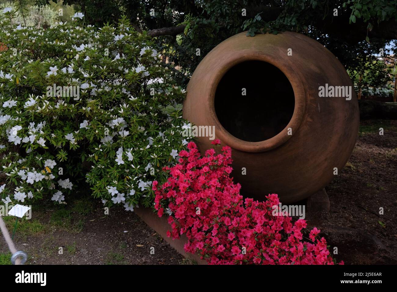 Plante ornementale des parcs et jardins Banque de photographies et d ...