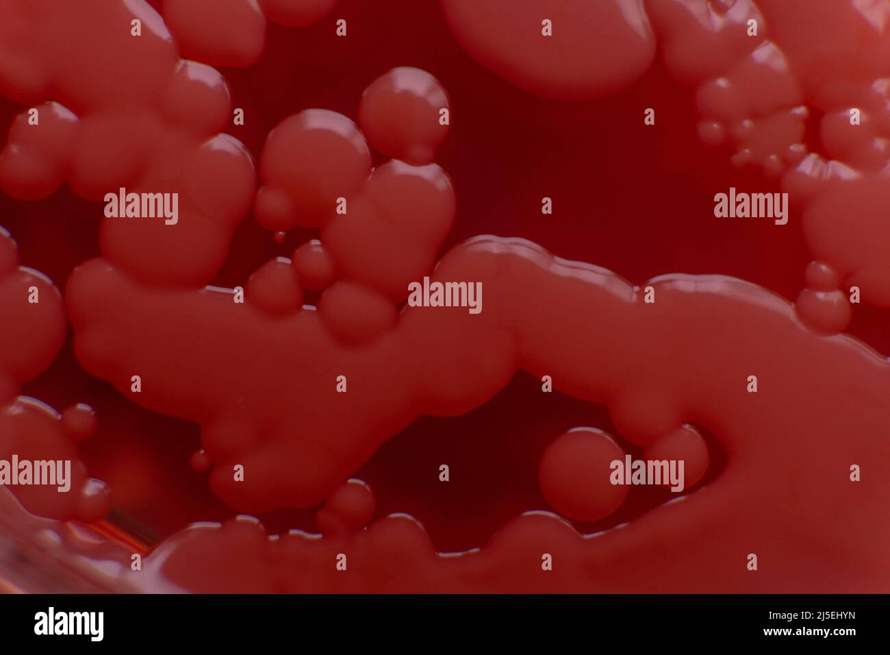 étude de moisissures et de bactéries dans une boîte de petri avec agar ...