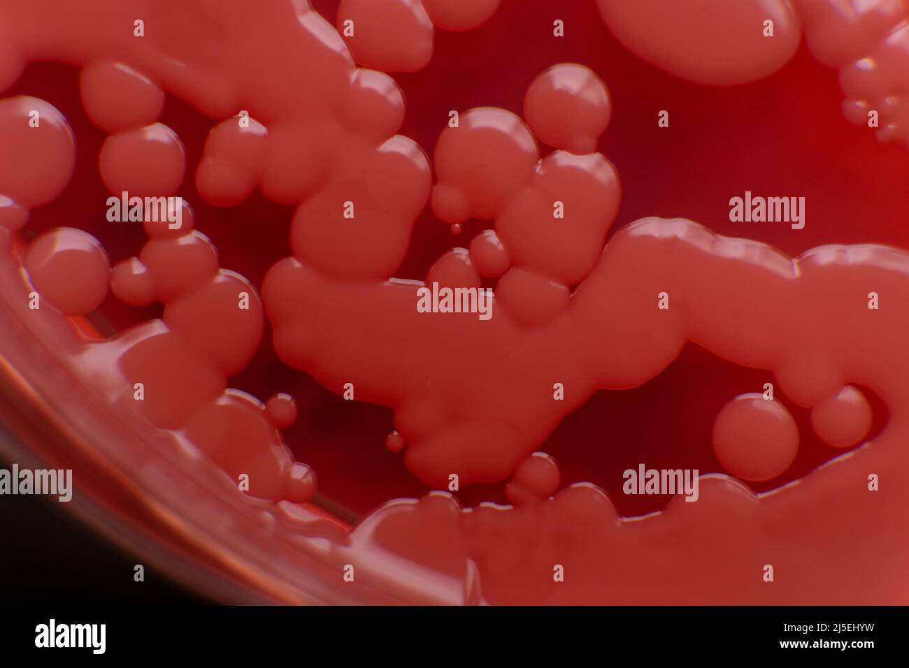 étude de moisissures et de bactéries dans une boîte de petri avec agar ...