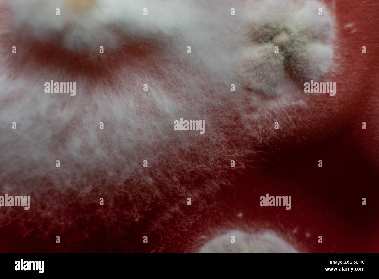 étude de moisissures et de bactéries dans une boîte de petri avec agar ...