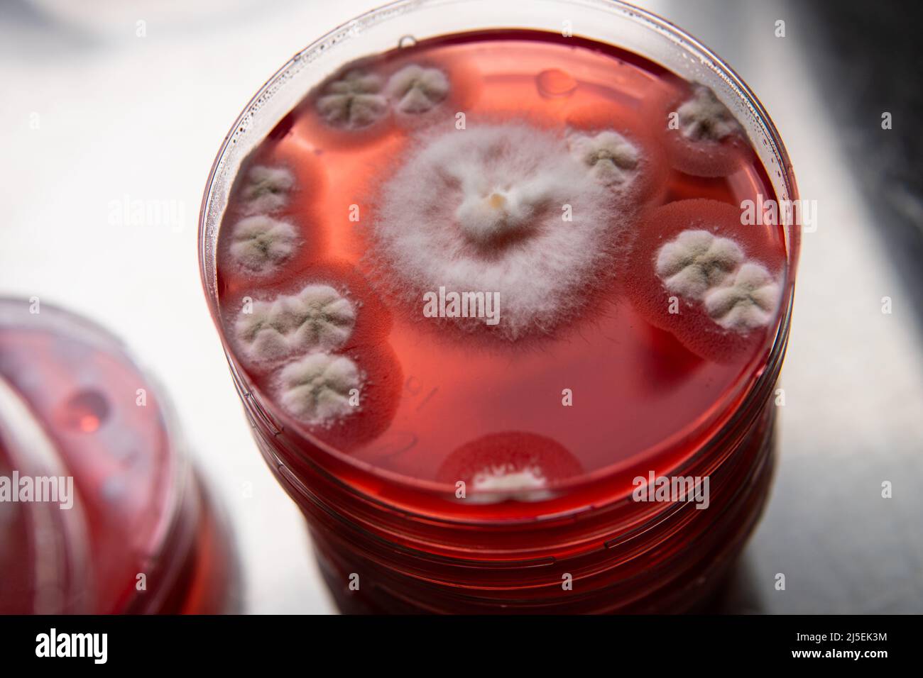 étude de moisissures et de bactéries dans une boîte de petri avec agar ...