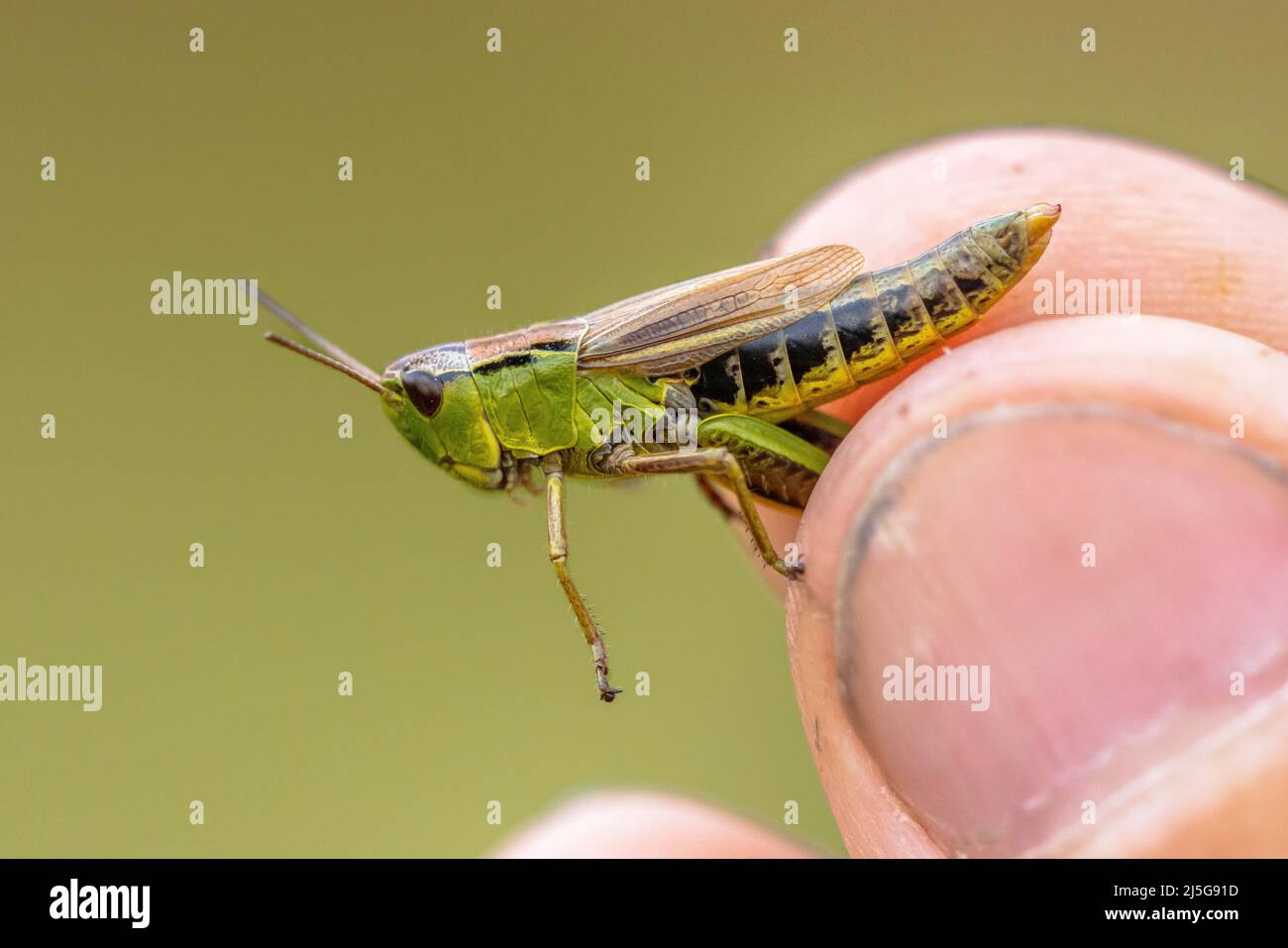 Parties du corps des insectes Banque de photographies et d’images à ...