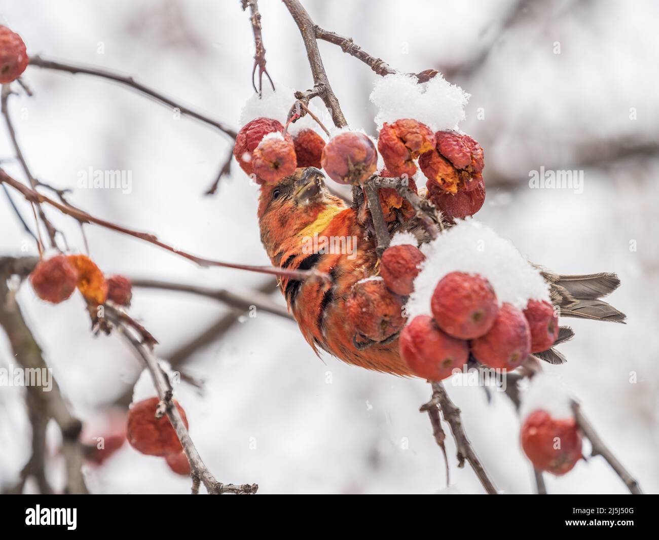 Le mâle de Red Crossbill assis sur la branche de l'arbre et mange des ...