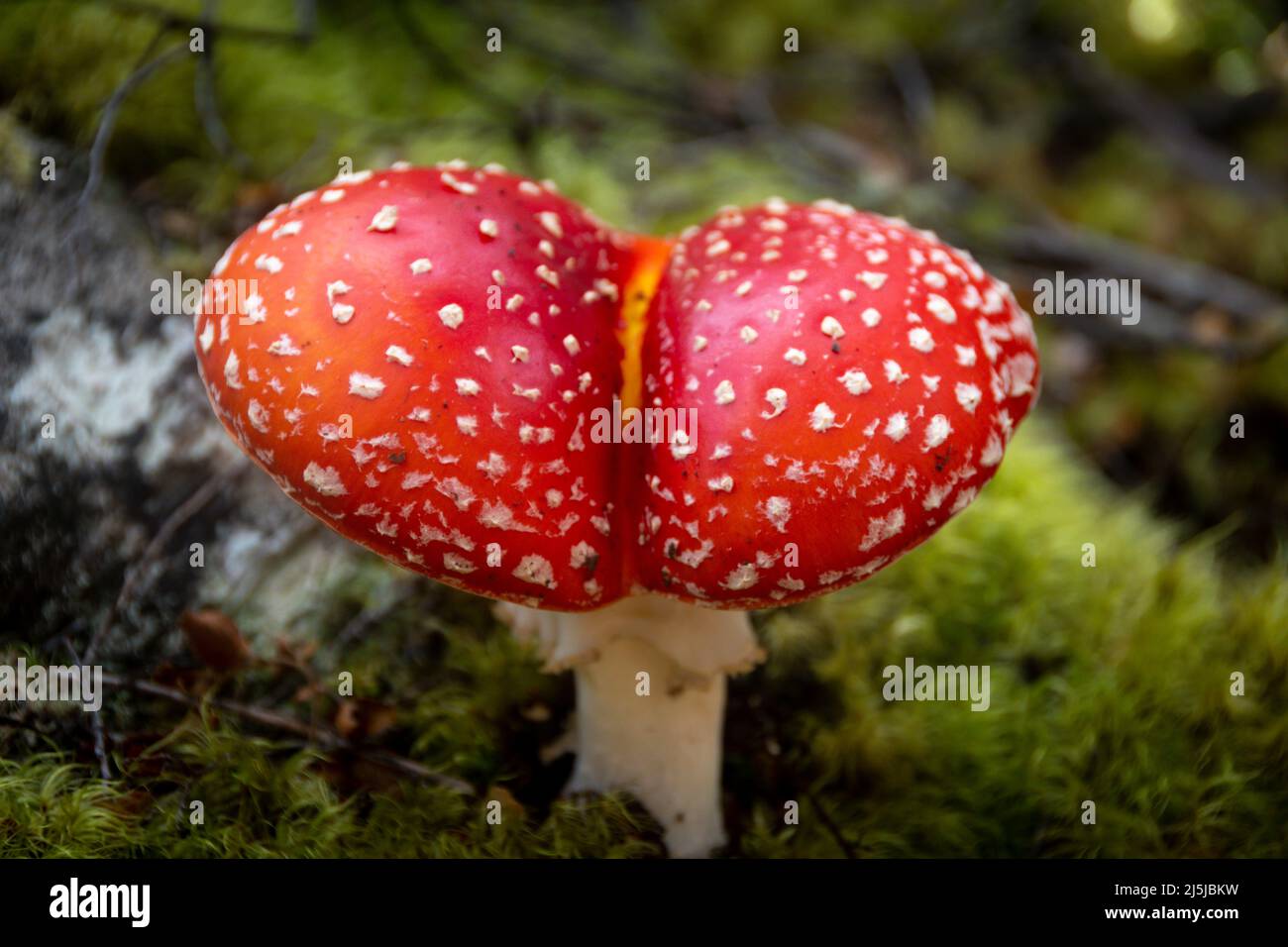 Champignon rouge Banque de photographies et d’images à haute résolution ...