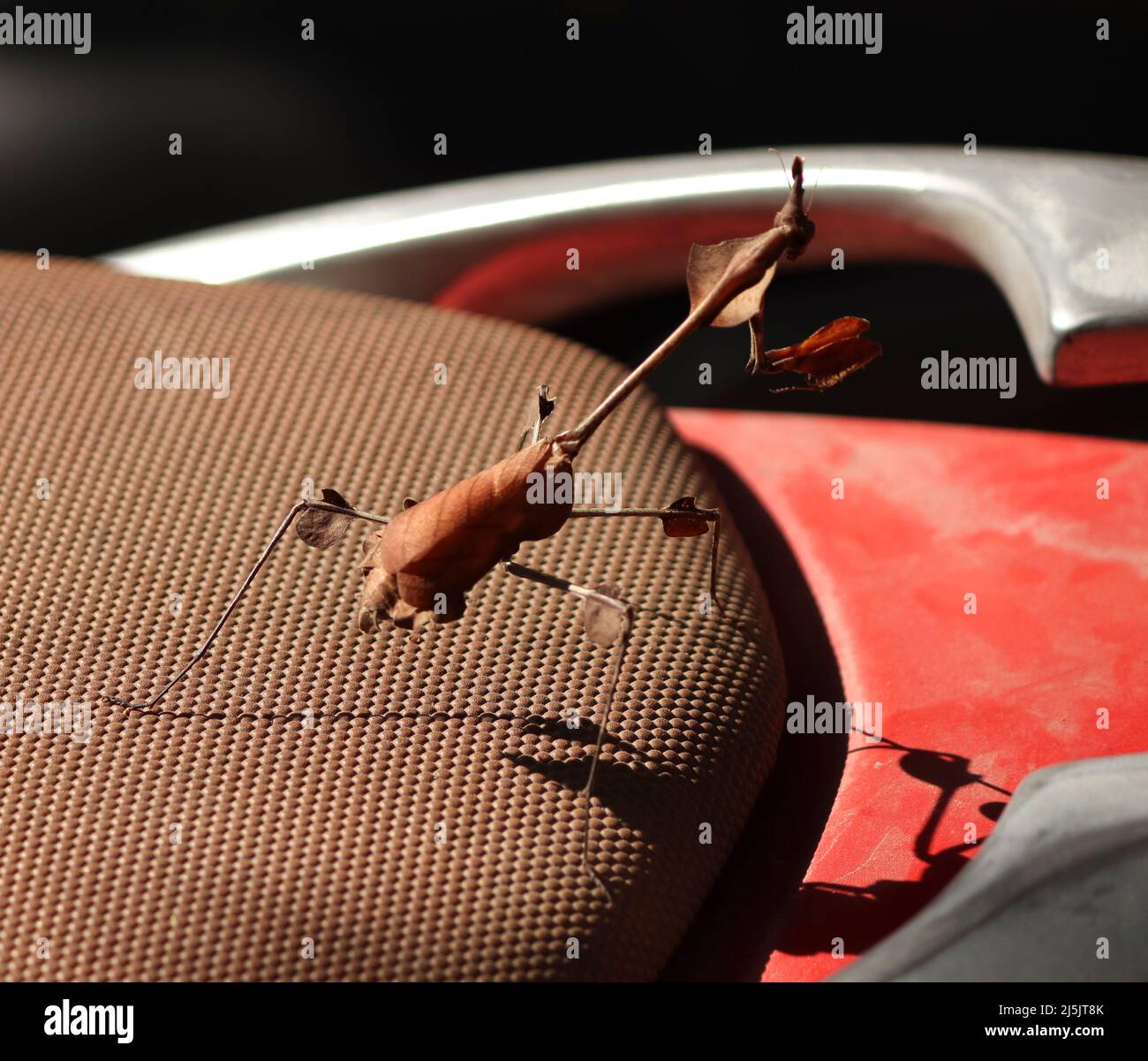 Insectes foliaires et phasmes Banque de photographies et d’images à ...