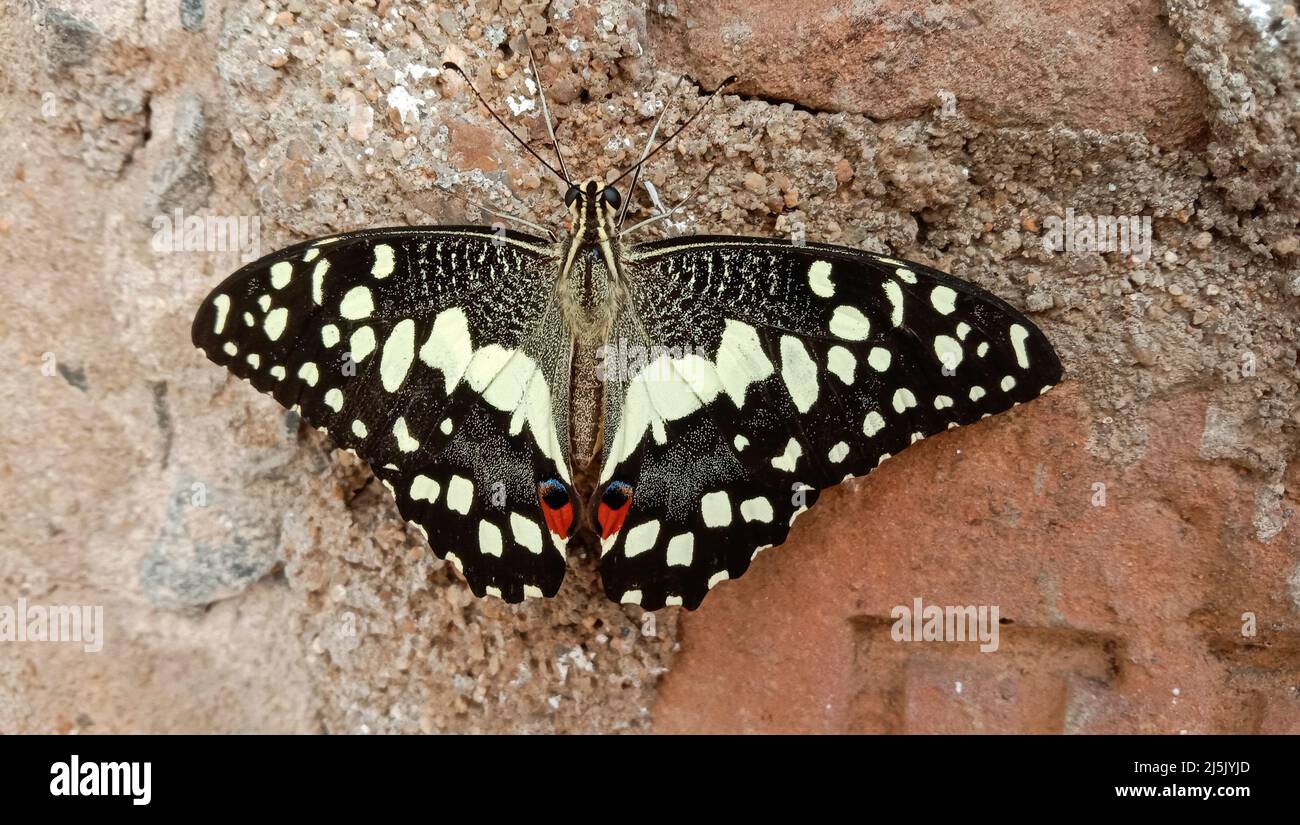 Papillon sur le mur Banque de photographies et d’images à haute ...