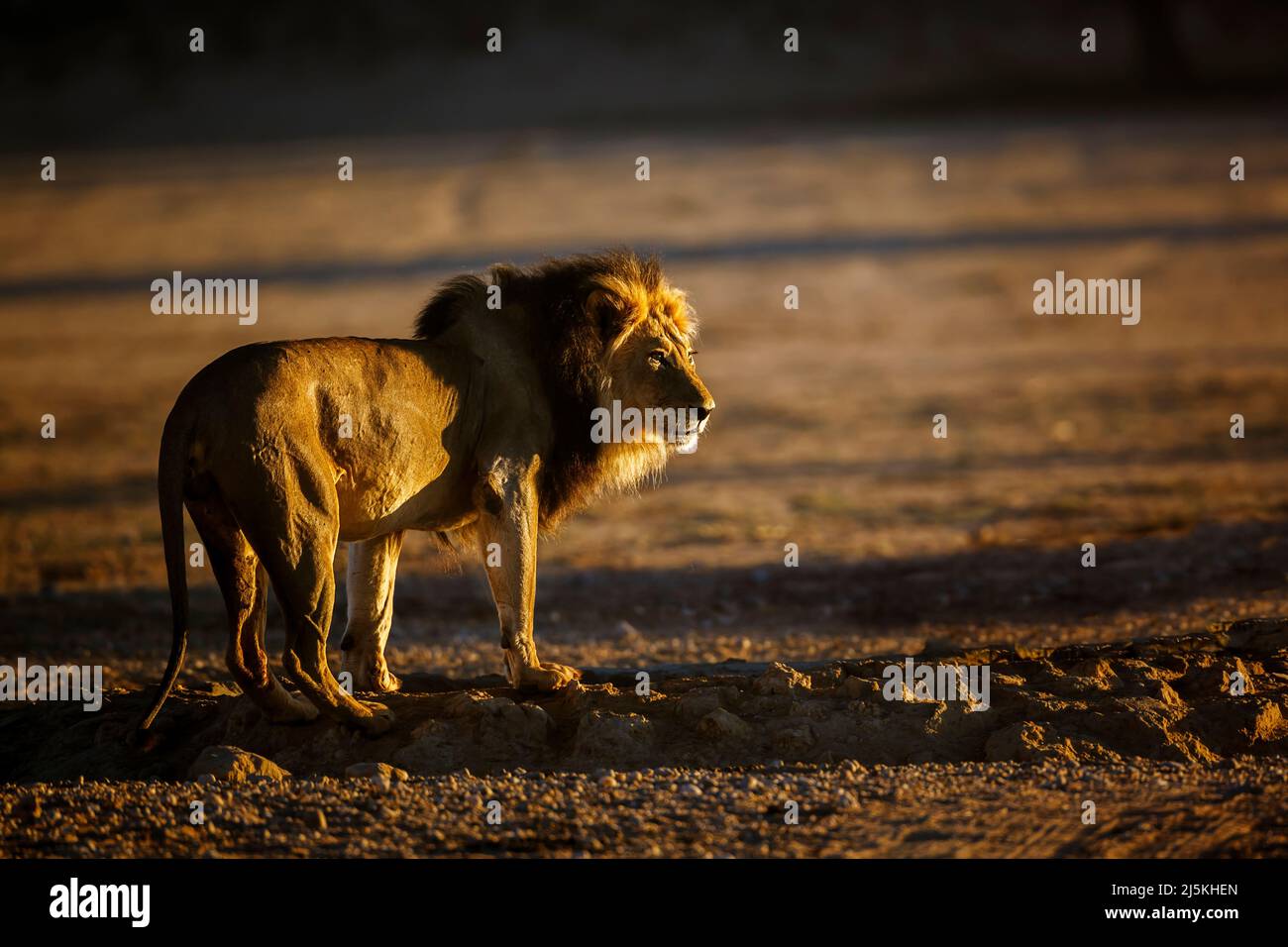 Lion africain mâle au trou d'eau à l'aube dans le parc transfrontier de ...