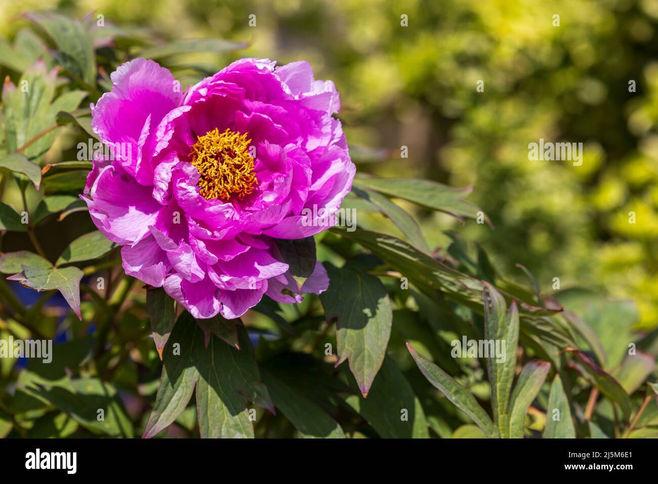 Arbre chinois lilas Banque de photographies et d’images à haute ...