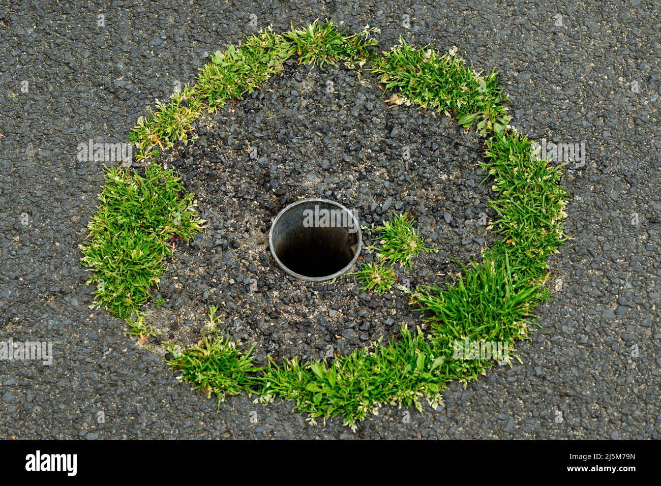 Sorte de vert Banque de photographies et d’images à haute résolution ...