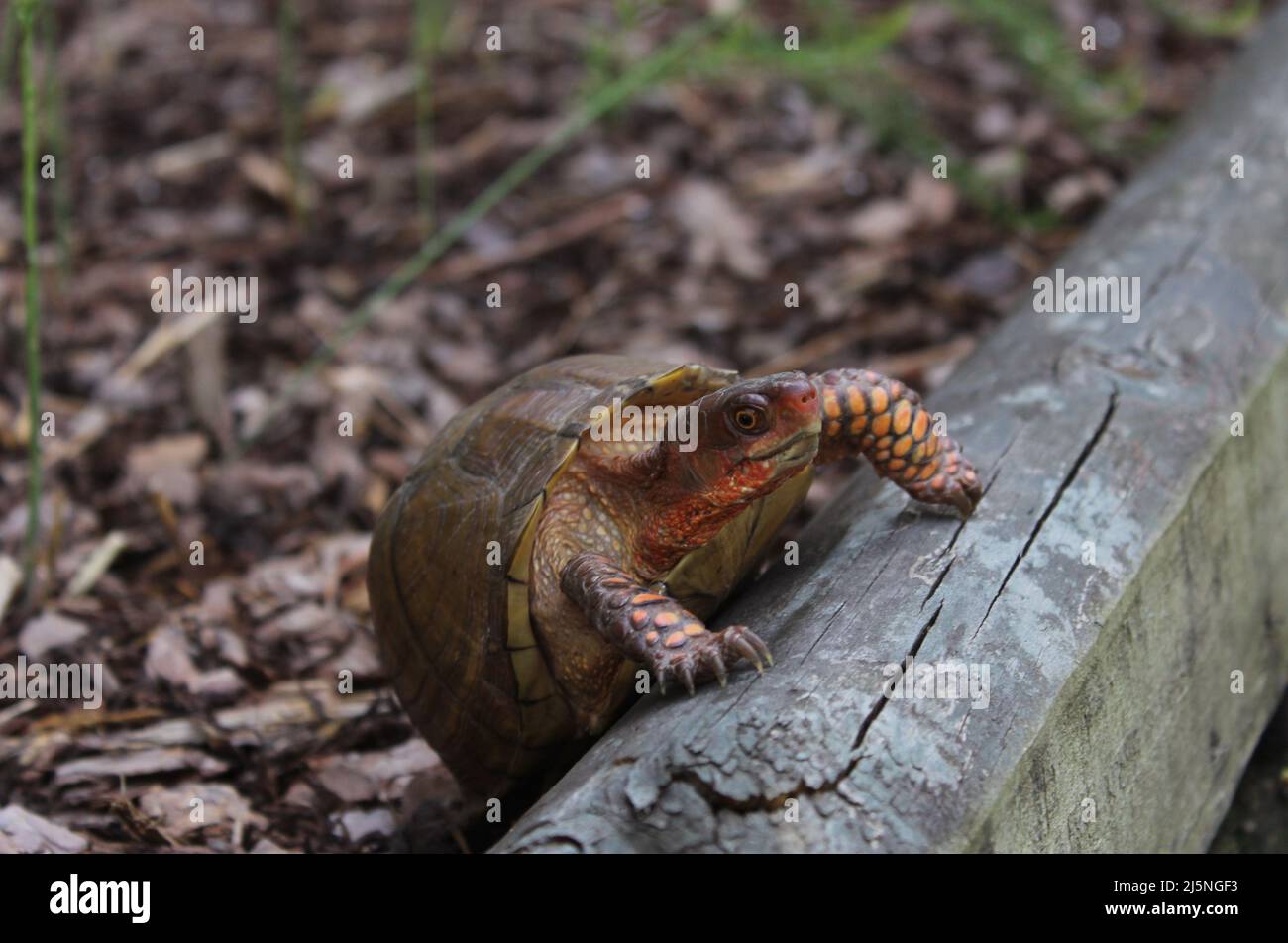 Red eared box turtle Banque de photographies et d’images à haute ...