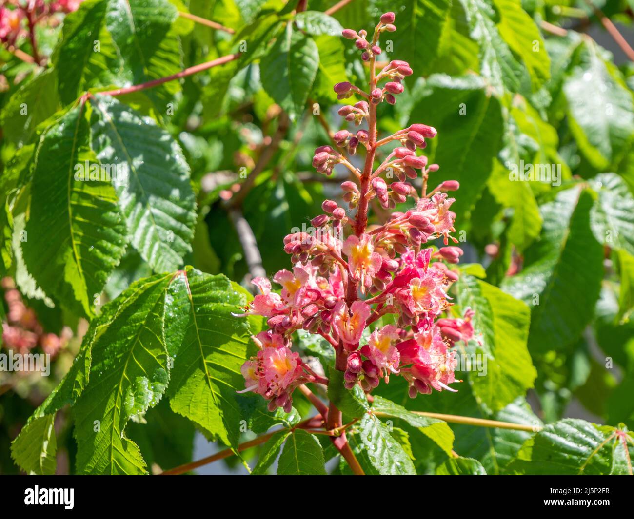 Cheval rose Banque de photographies et d’images à haute résolution - Alamy