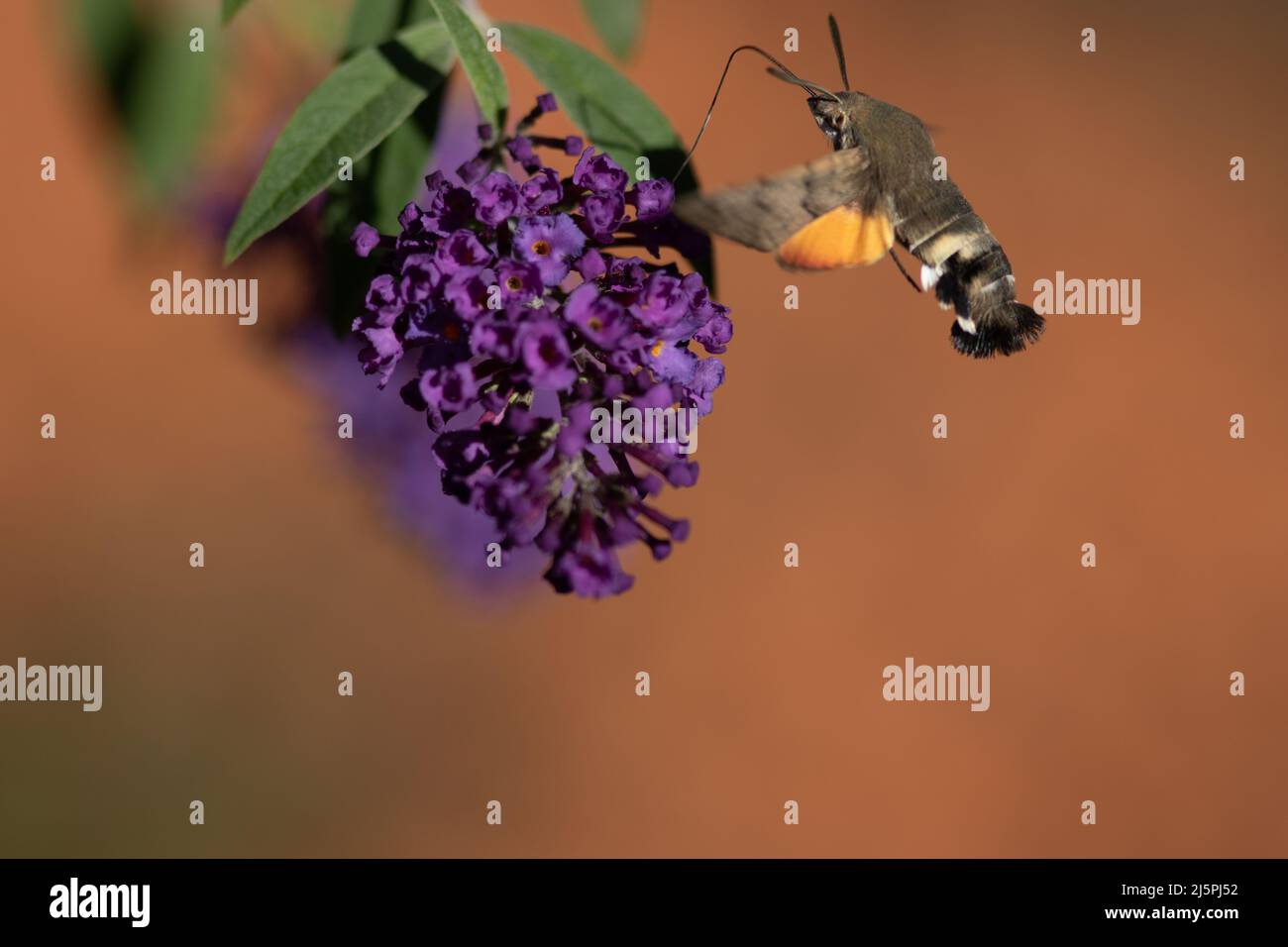 Sphinx colibri Banque de photographies et d’images à haute résolution ...