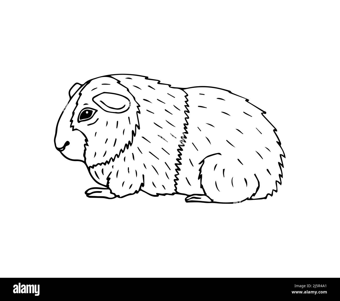 Dessin d'un cochon d'Inde à dessin manuel vectoriel isolé sur fond ...