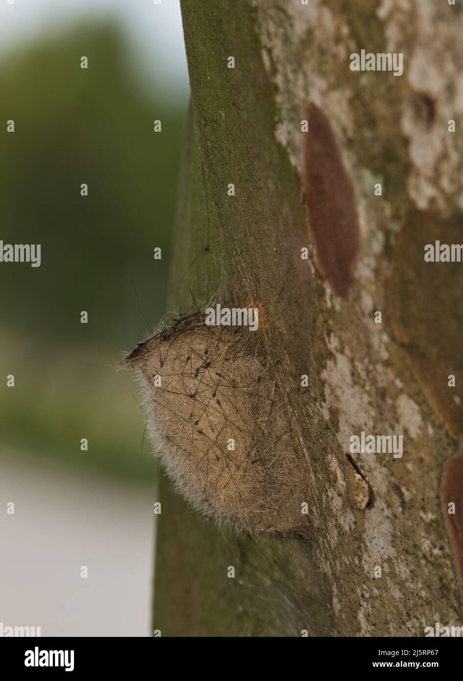 Cocon d'insectes Banque de photographies et d’images à haute résolution ...