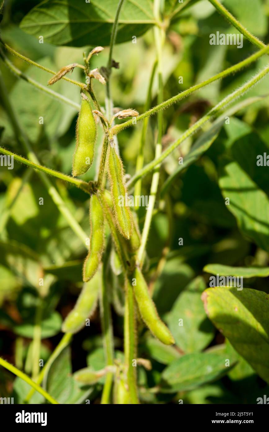 Soy plantation Banque de photographies et d’images à haute résolution ...