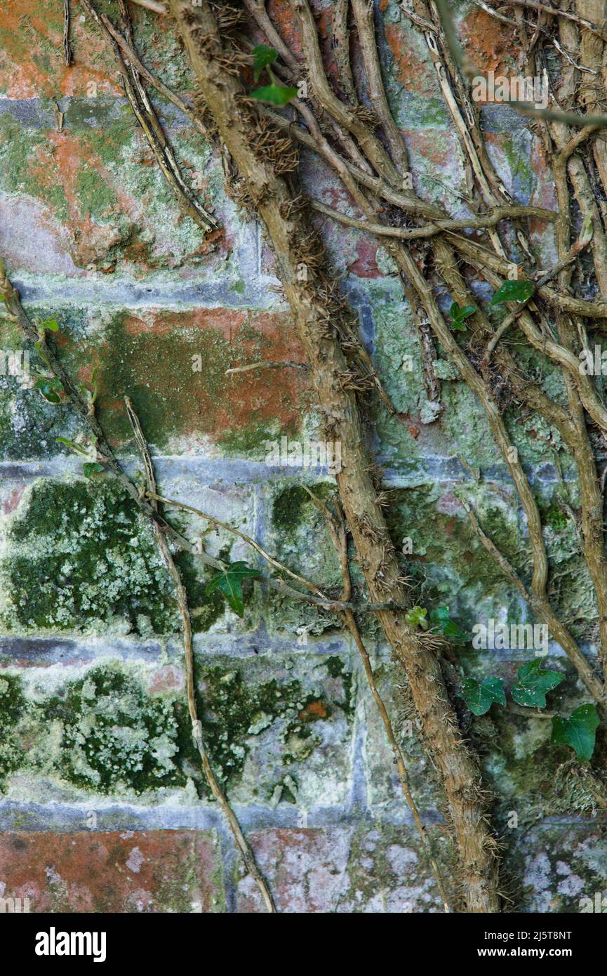 Les racines d'Ivy (Hedera Helix) et les lichens qui couvrent un vieux ...