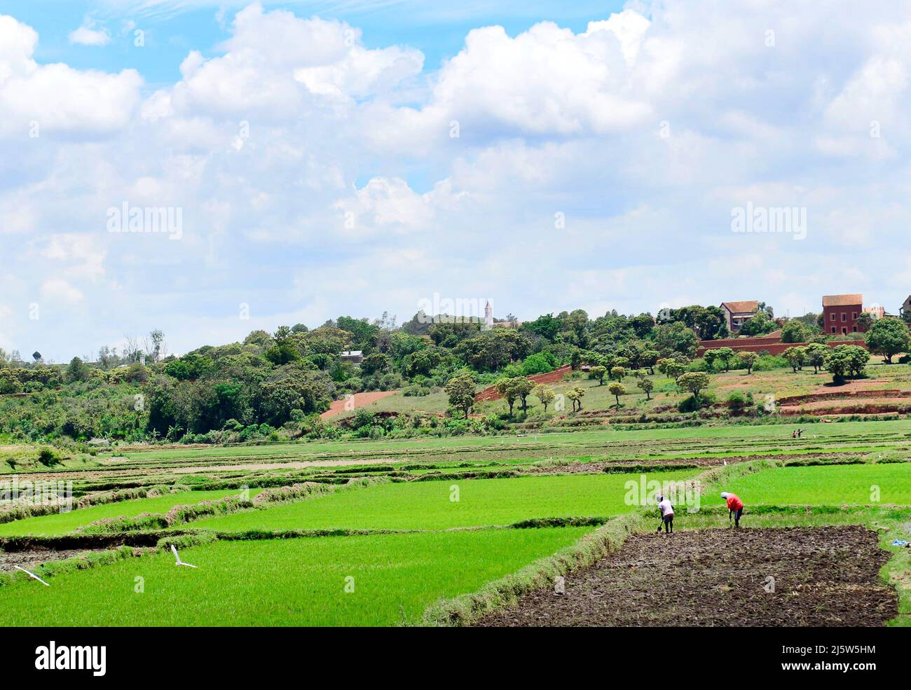 Paysage de rizière madagascar Banque de photographies et d’images à ...