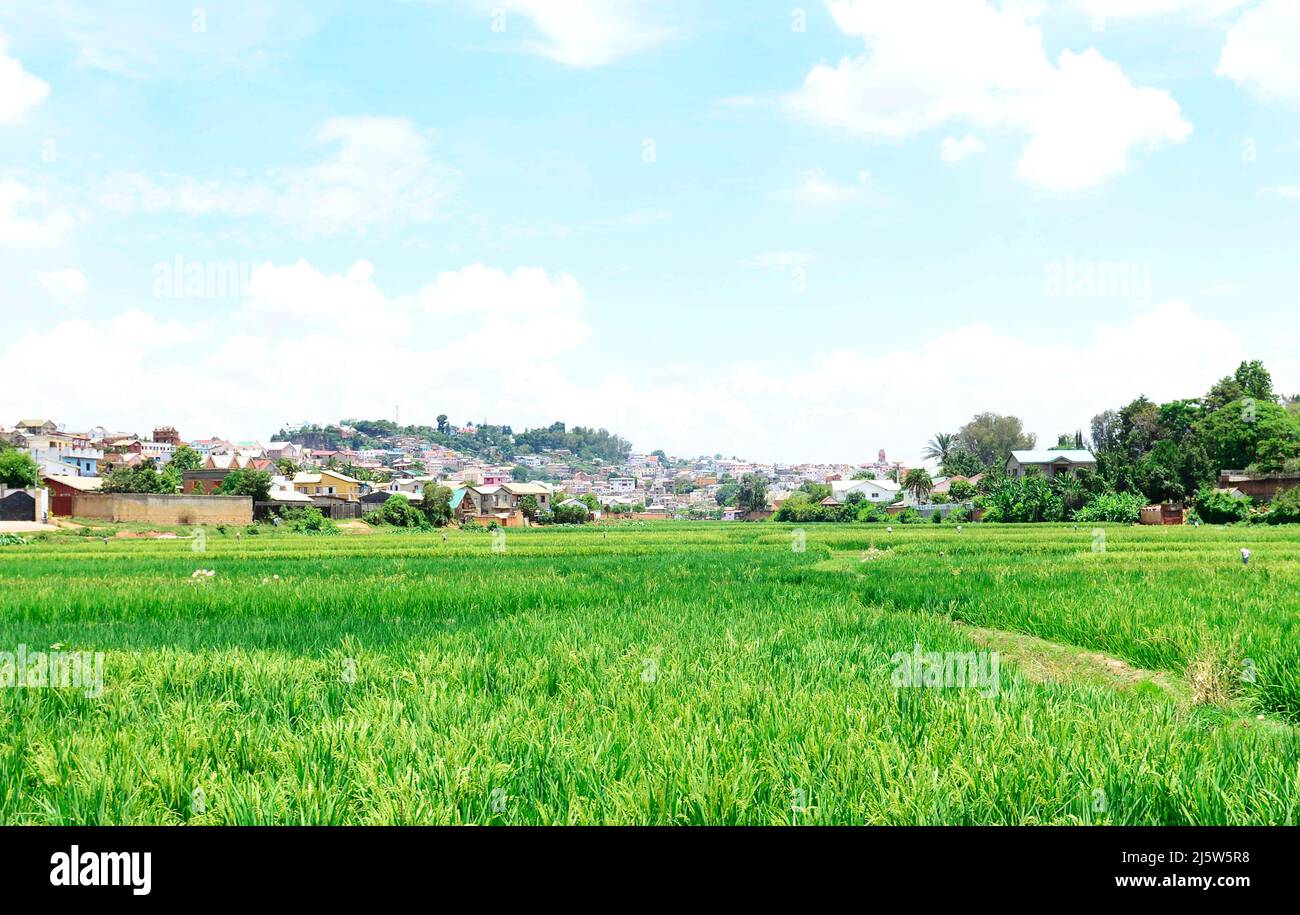Paysage de rizière madagascar Banque de photographies et d’images à ...